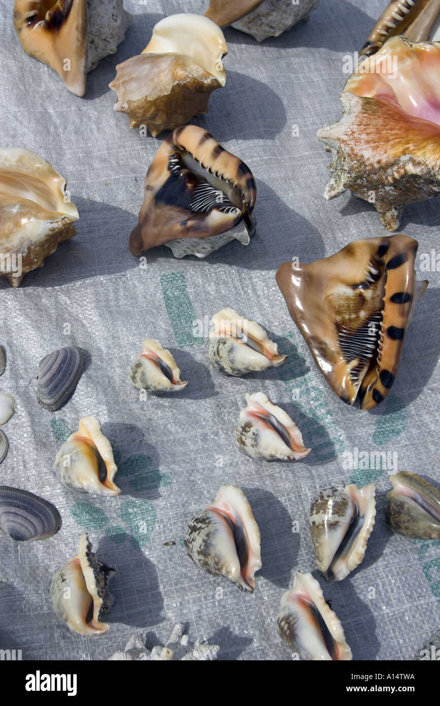 Collection of conch shells on display Stock Photo - Alamy