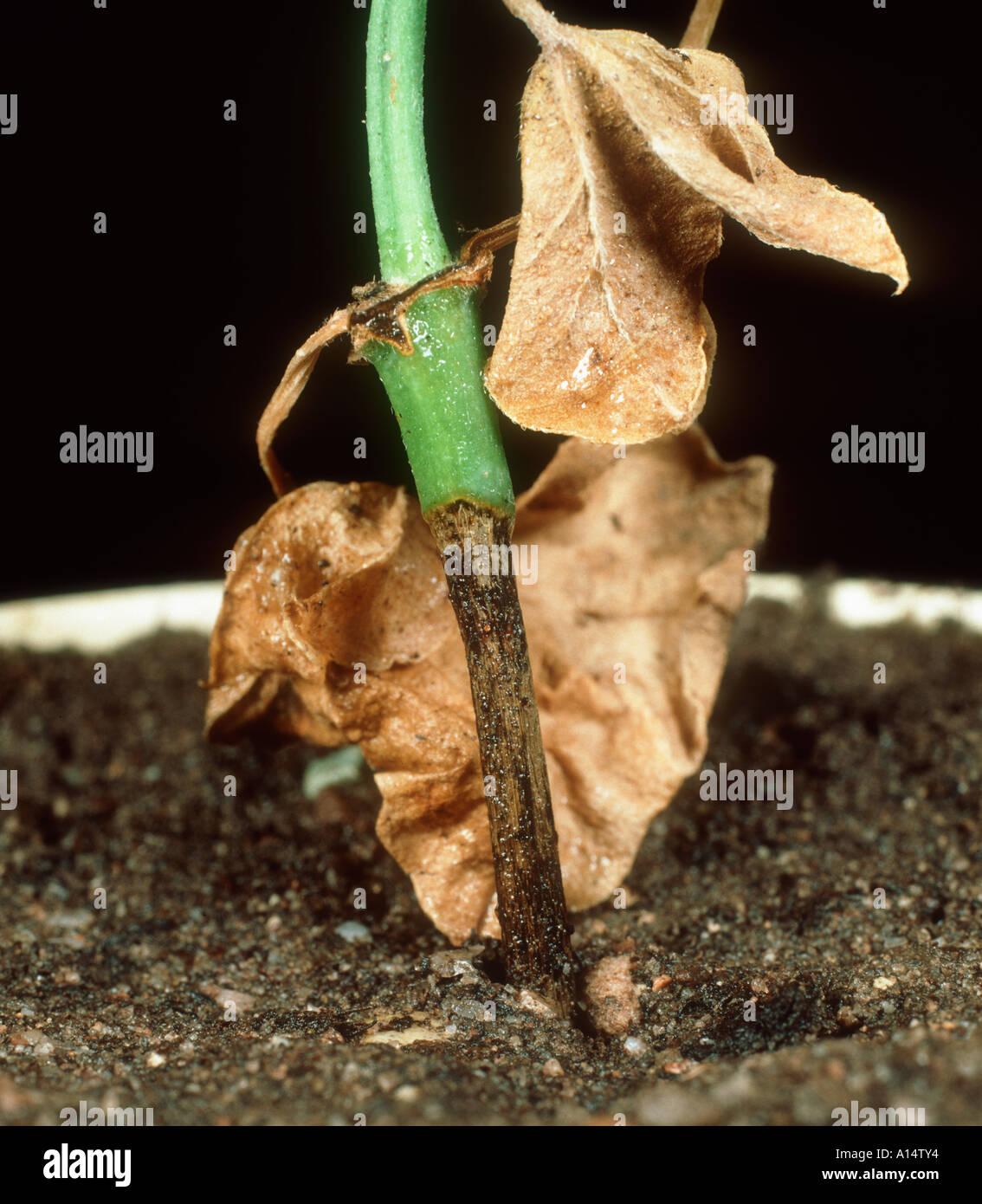 Pelargonium blackleg Pythium spp on young Pelargonium plant Stock Photo ...