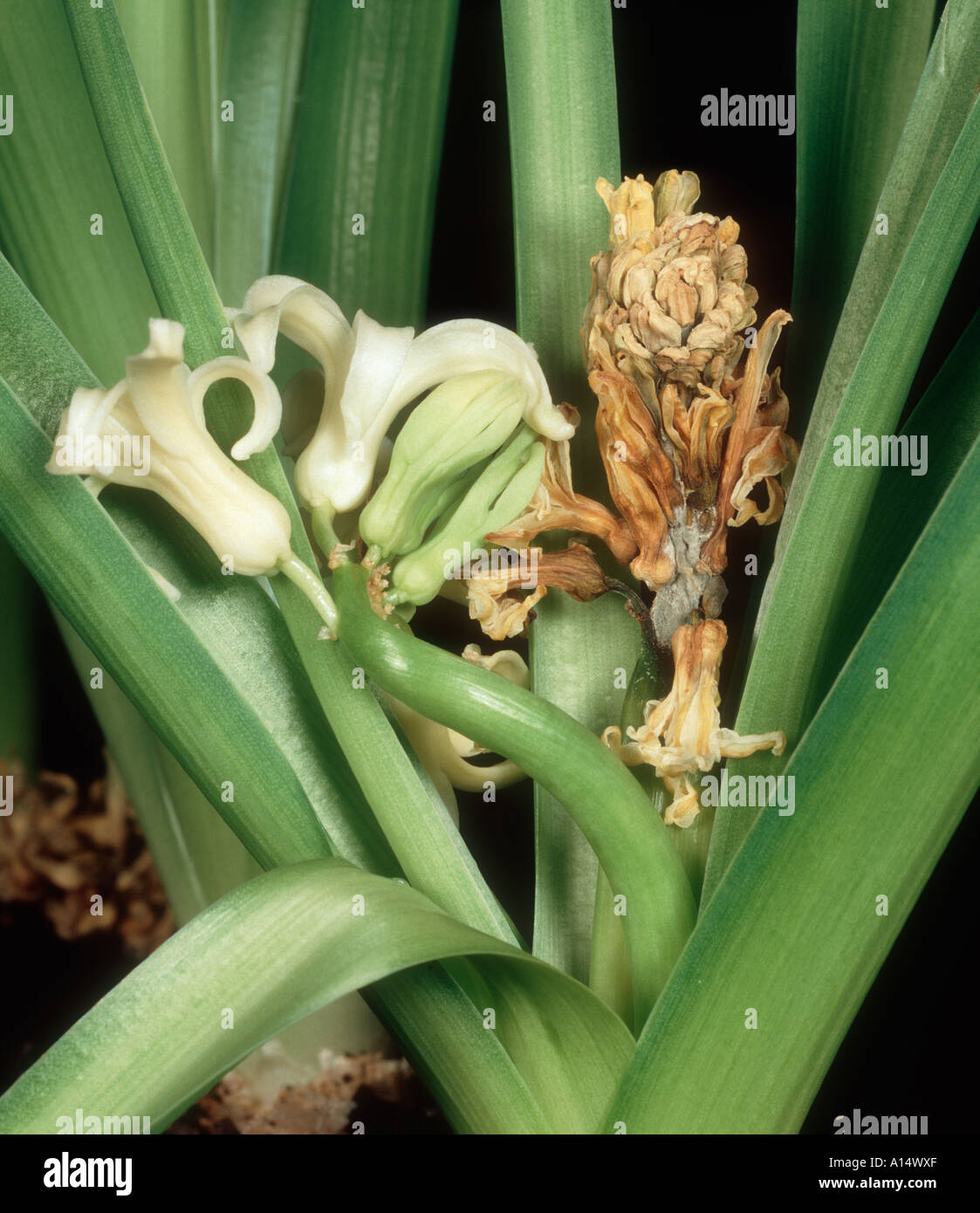 Botrytis on flower hi-res stock photography and images - Alamy