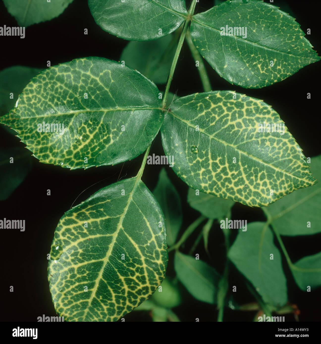 Herbicide damage hi-res stock photography and images - Alamy
