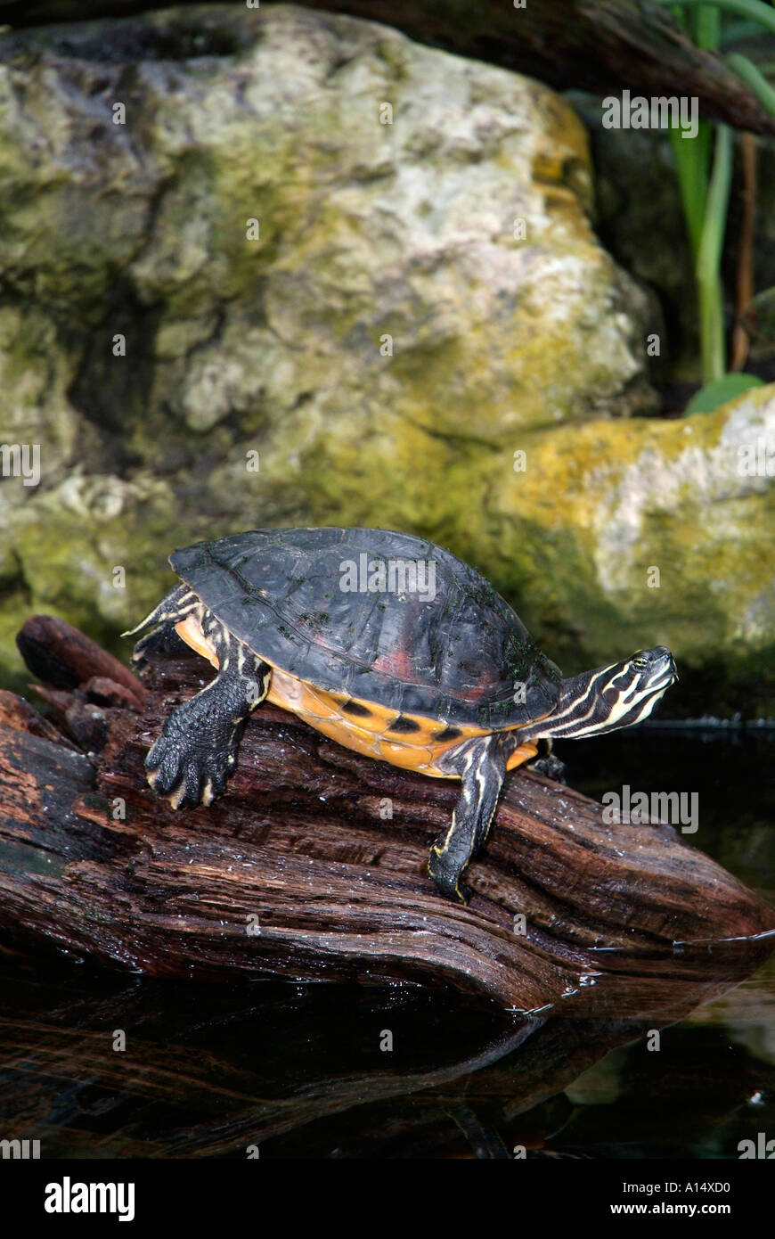 Snap the turtle hi-res stock photography and images - Alamy
