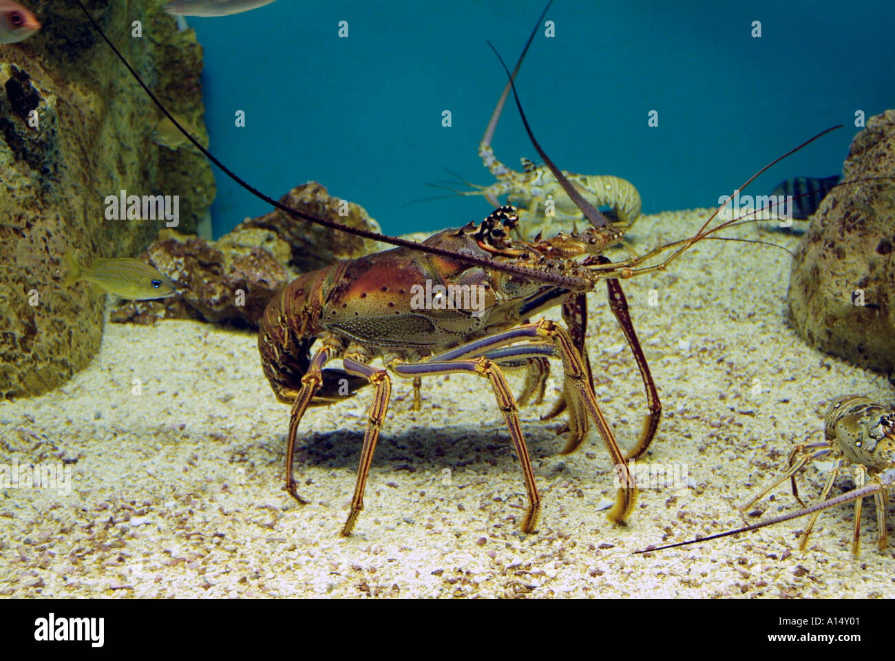 Visitors see and experience underwater sea life at The Florida Aquarium ...