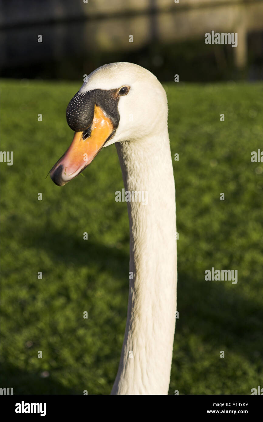 Mute swan beak colour hi-res stock photography and images - Alamy