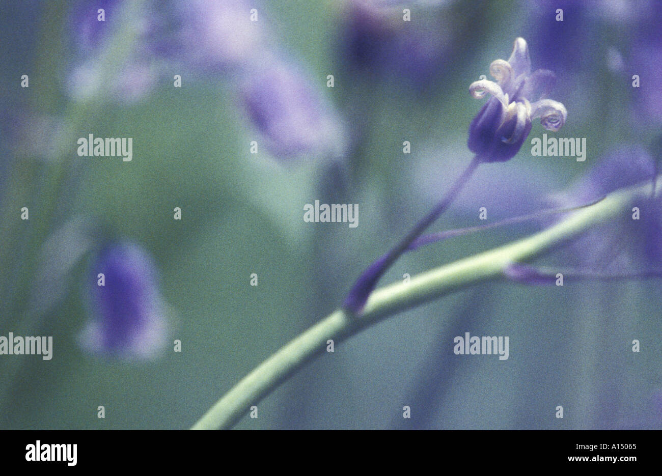 Bluebells Batcombe Dorset UK Stock Photo - Alamy