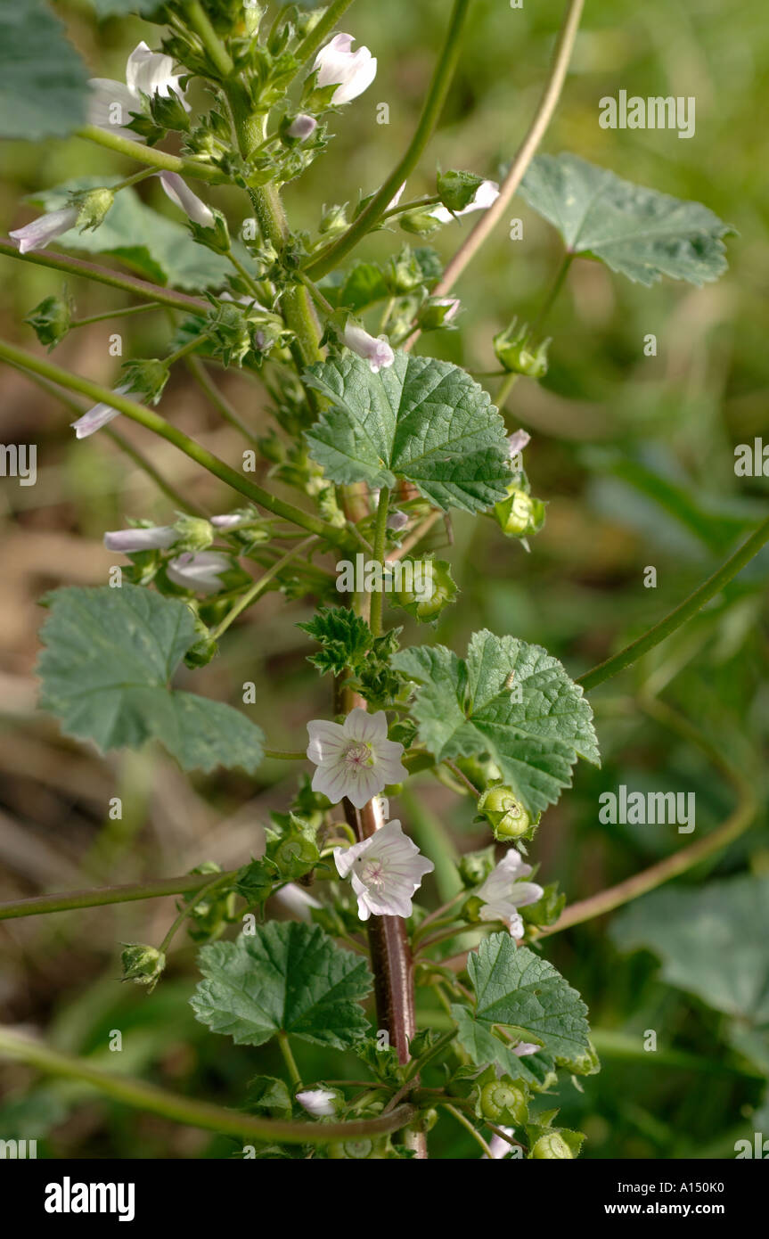 Dwarf mallow Malva neglecta flowering and seeding plant Stock Photo - Alamy