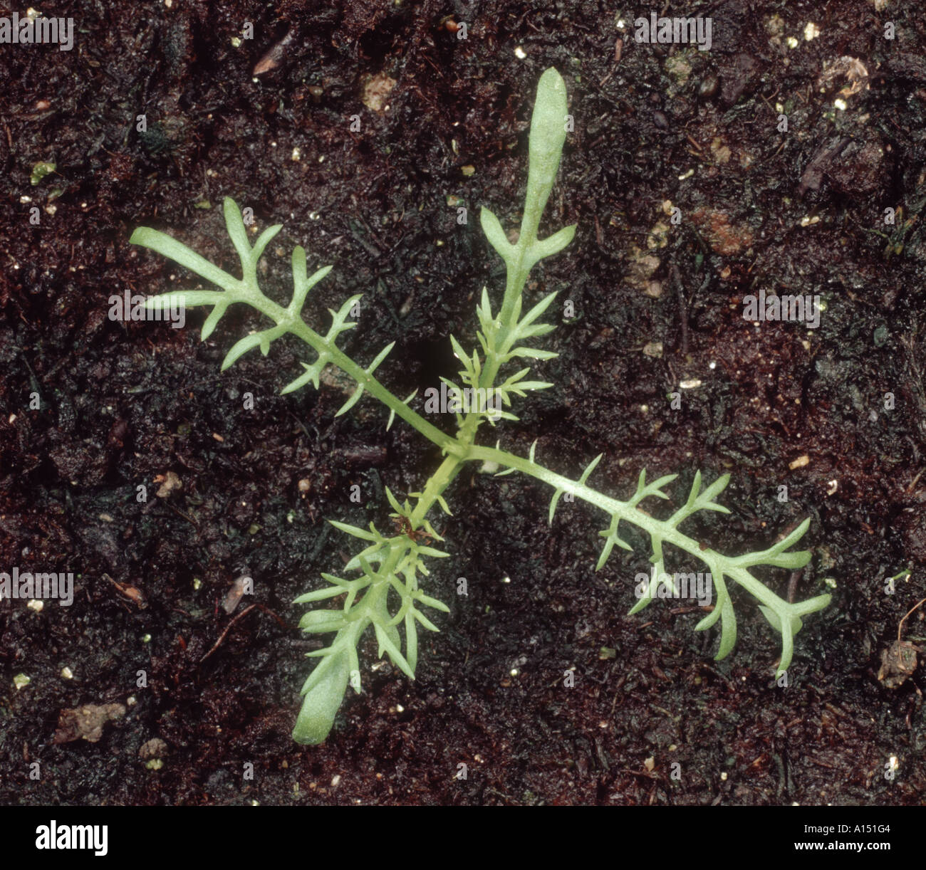 Scented mayweed Matricaria chamomilla seedling with four true leaves ...