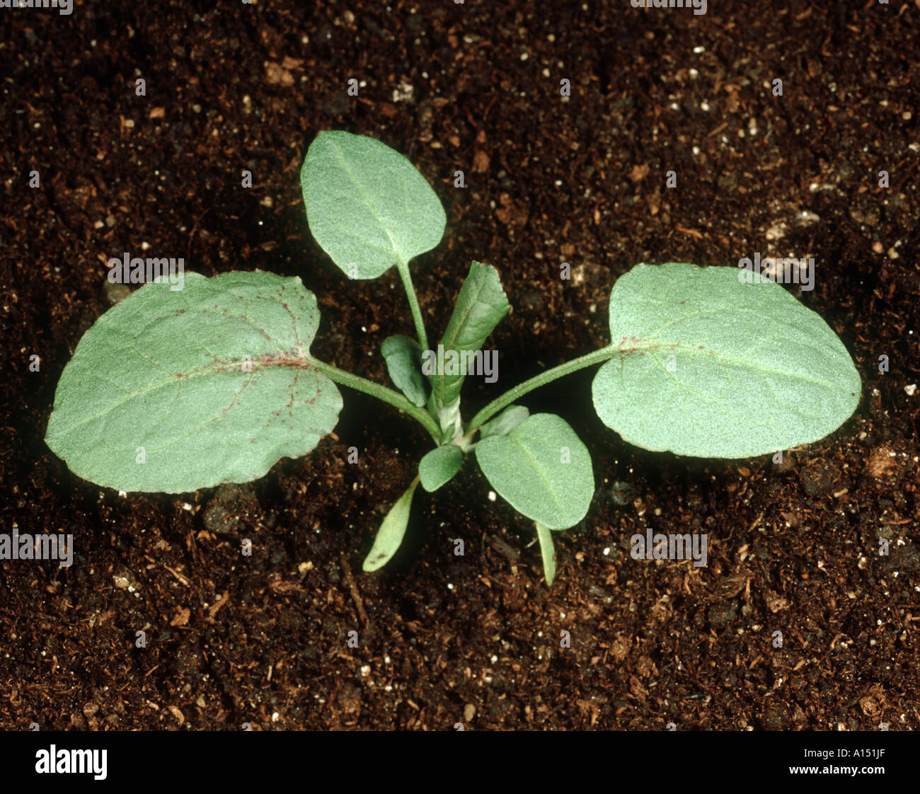 Curled dock Rumex crispus seedling with four to five true leaves Stock ...