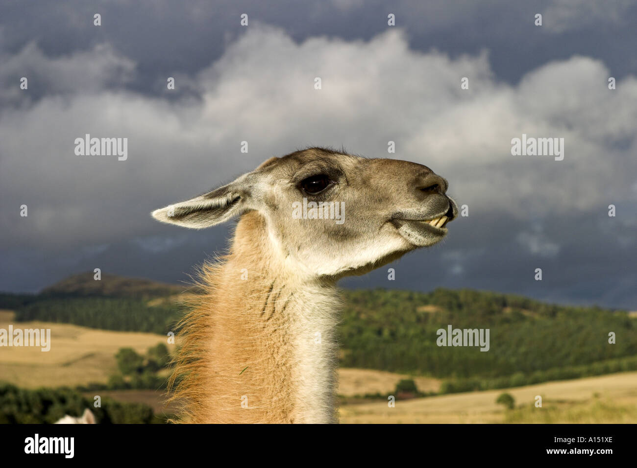 Llamas head hi-res stock photography and images - Alamy