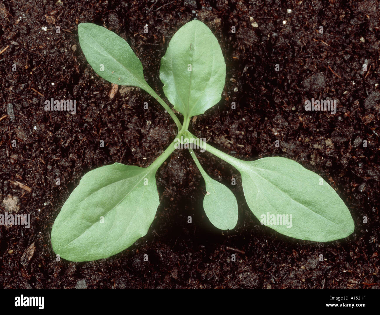 Ribwort Plantain Plantago lanceolata seedling with three true leaves ...