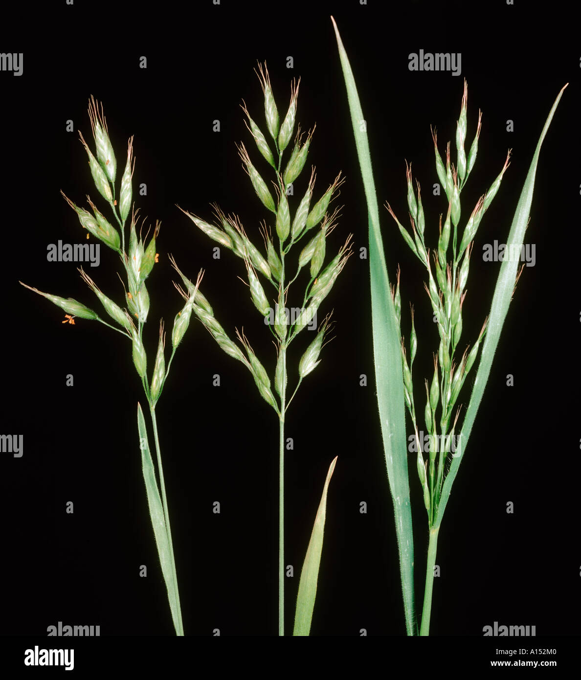 Bromus Hordeaceus