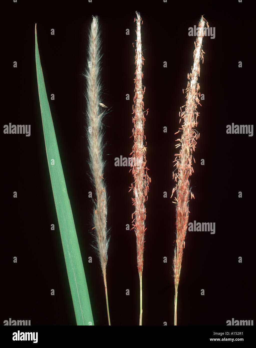 Lalang hi-res stock photography and images - Alamy