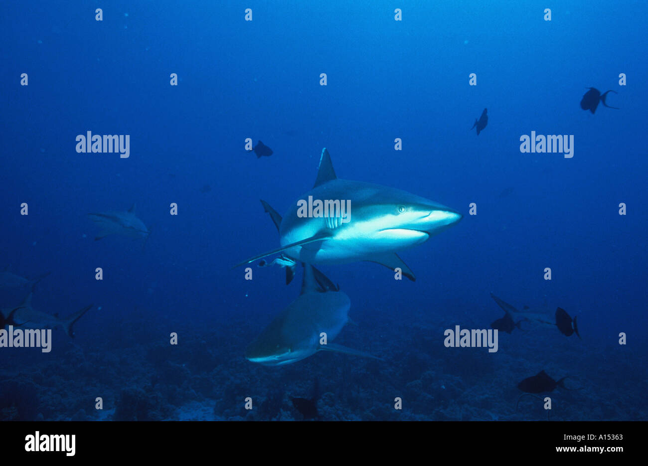 Blacktail reef shark carcharhinus wheeleri hi-res stock photography and ...