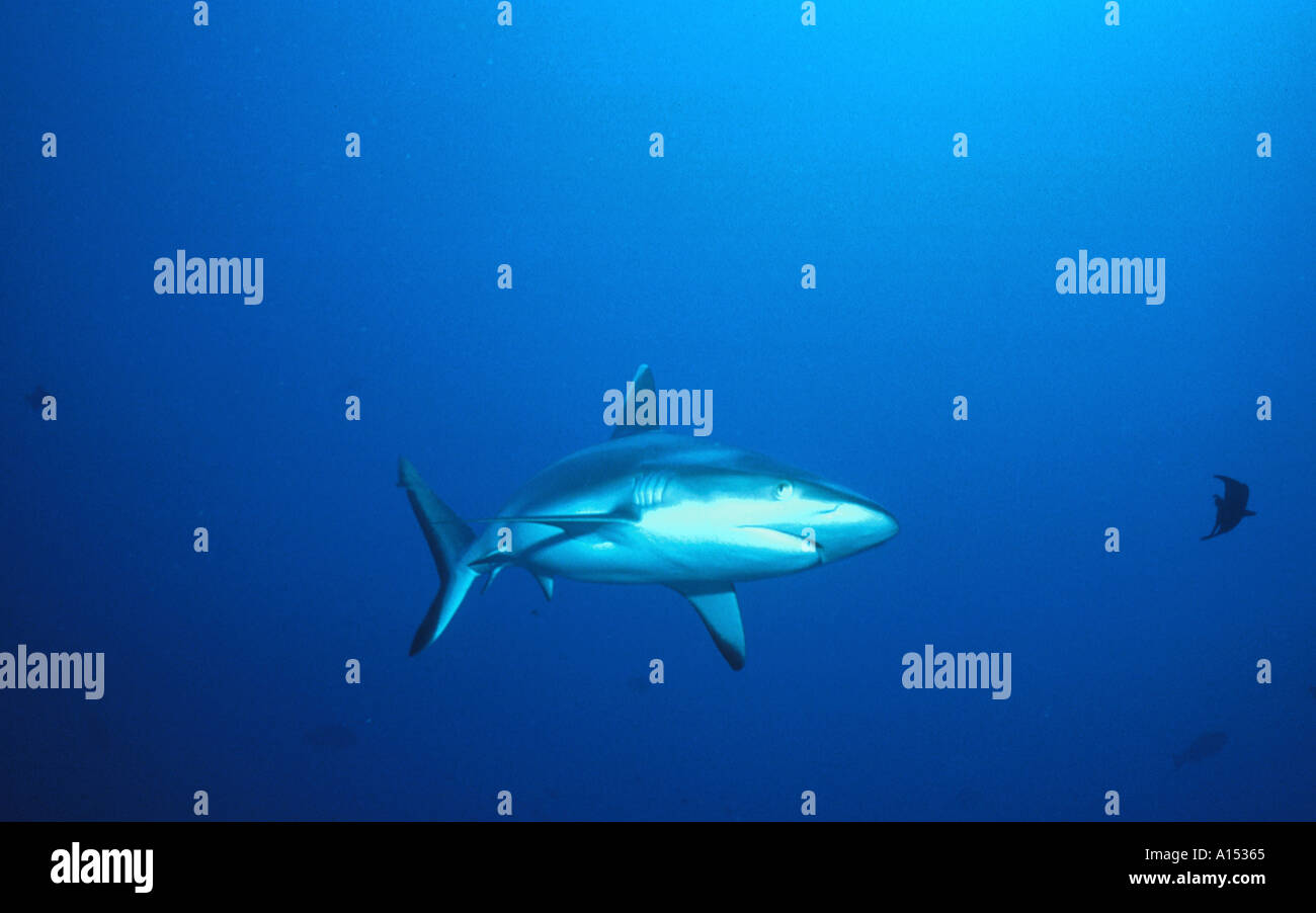 Blacktail reef shark carcharhinus wheeleri hi-res stock photography and ...