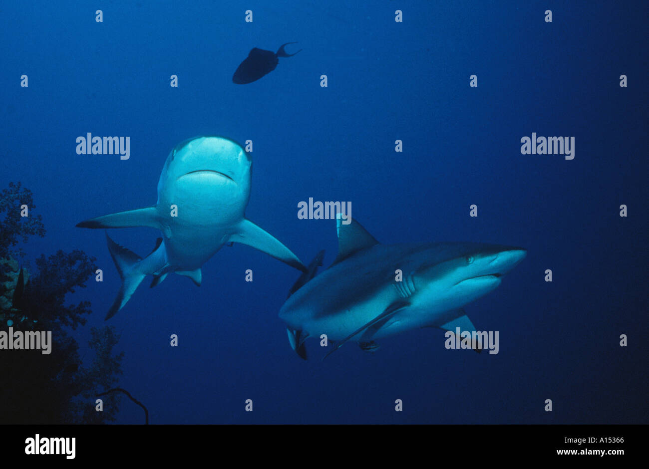 Blacktail reef shark carcharhinus wheeleri hi-res stock photography and ...