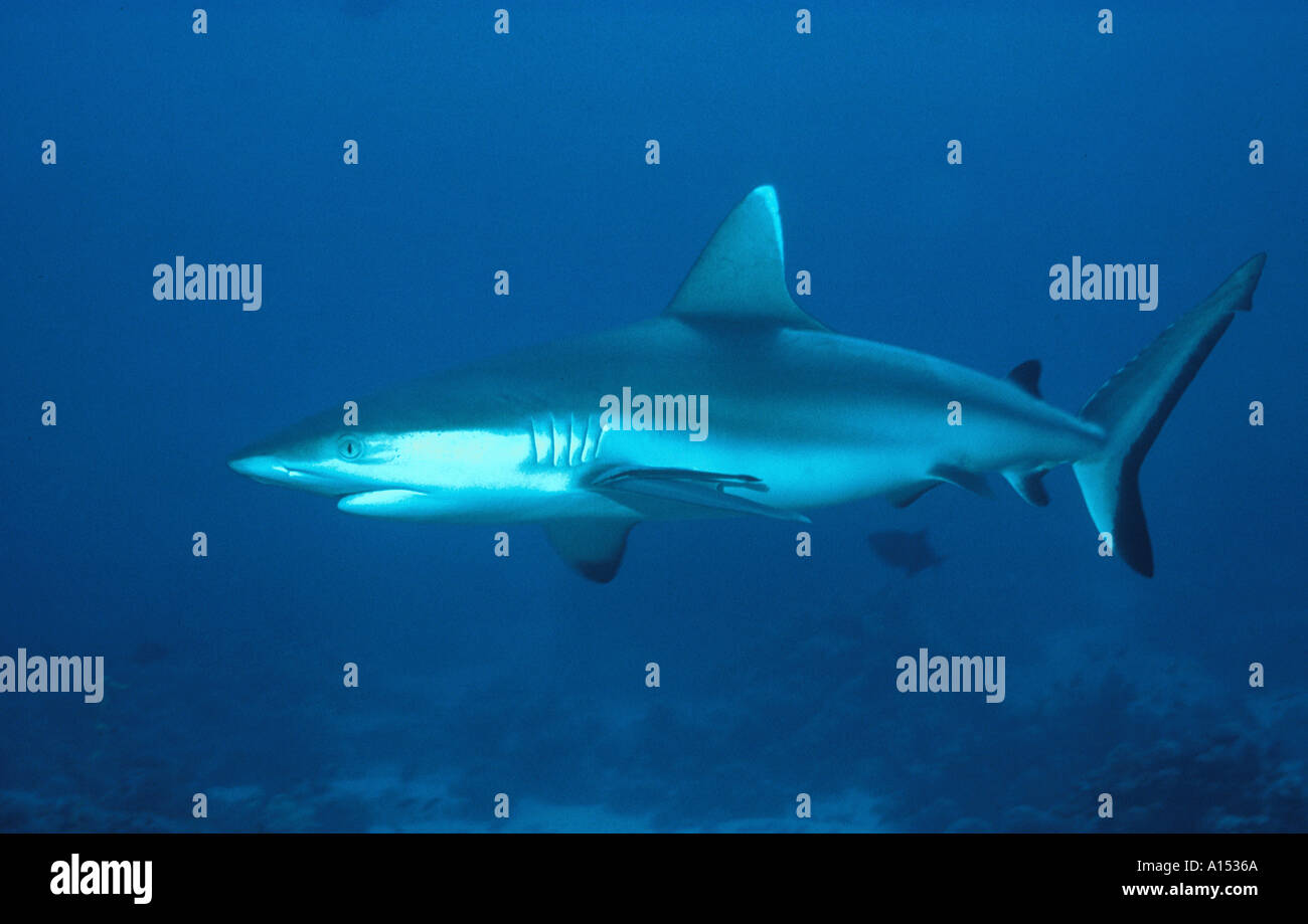 Blacktail reef shark carcharhinus wheeleri hi-res stock photography and ...