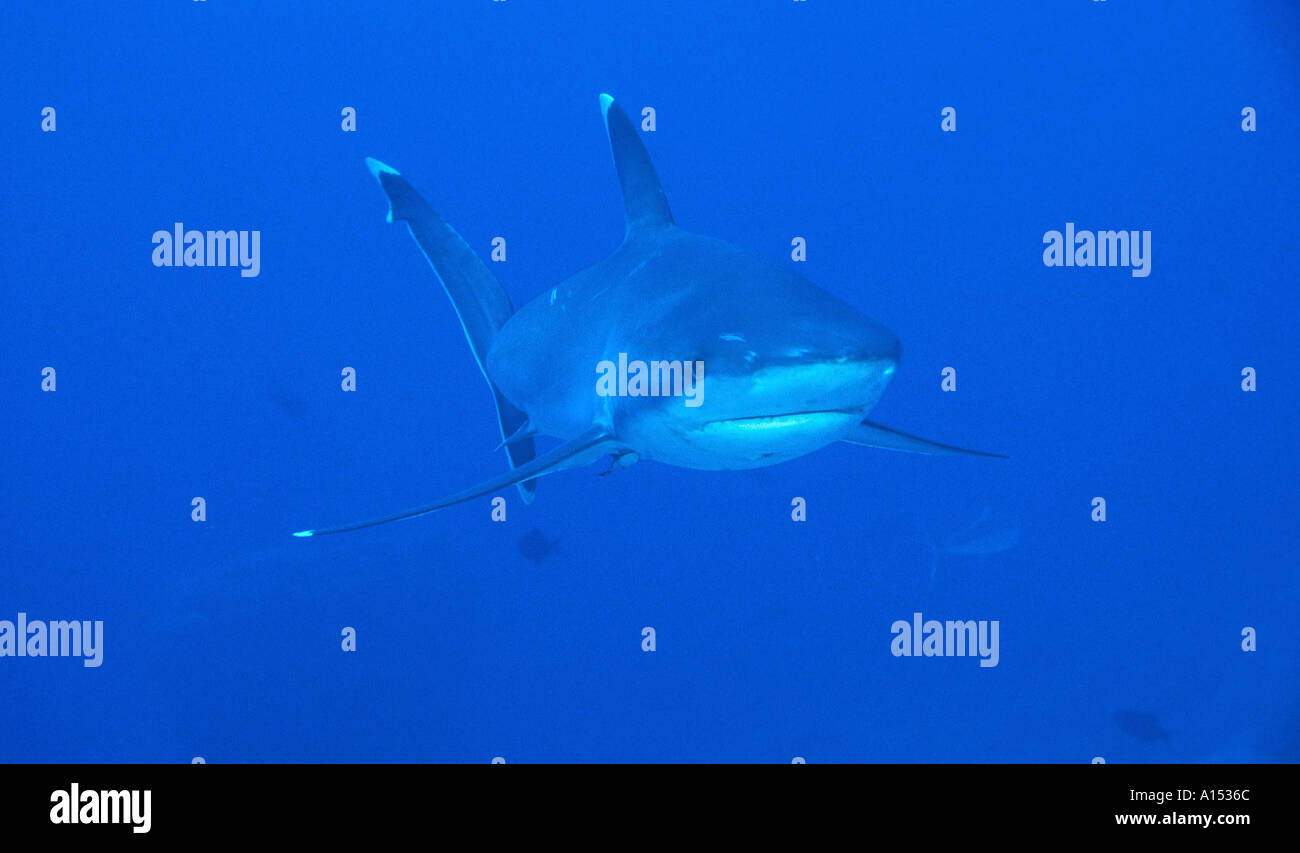 Silvertip Shark Carcharhinus albimarginatus Remora Echeneis naucrates ...