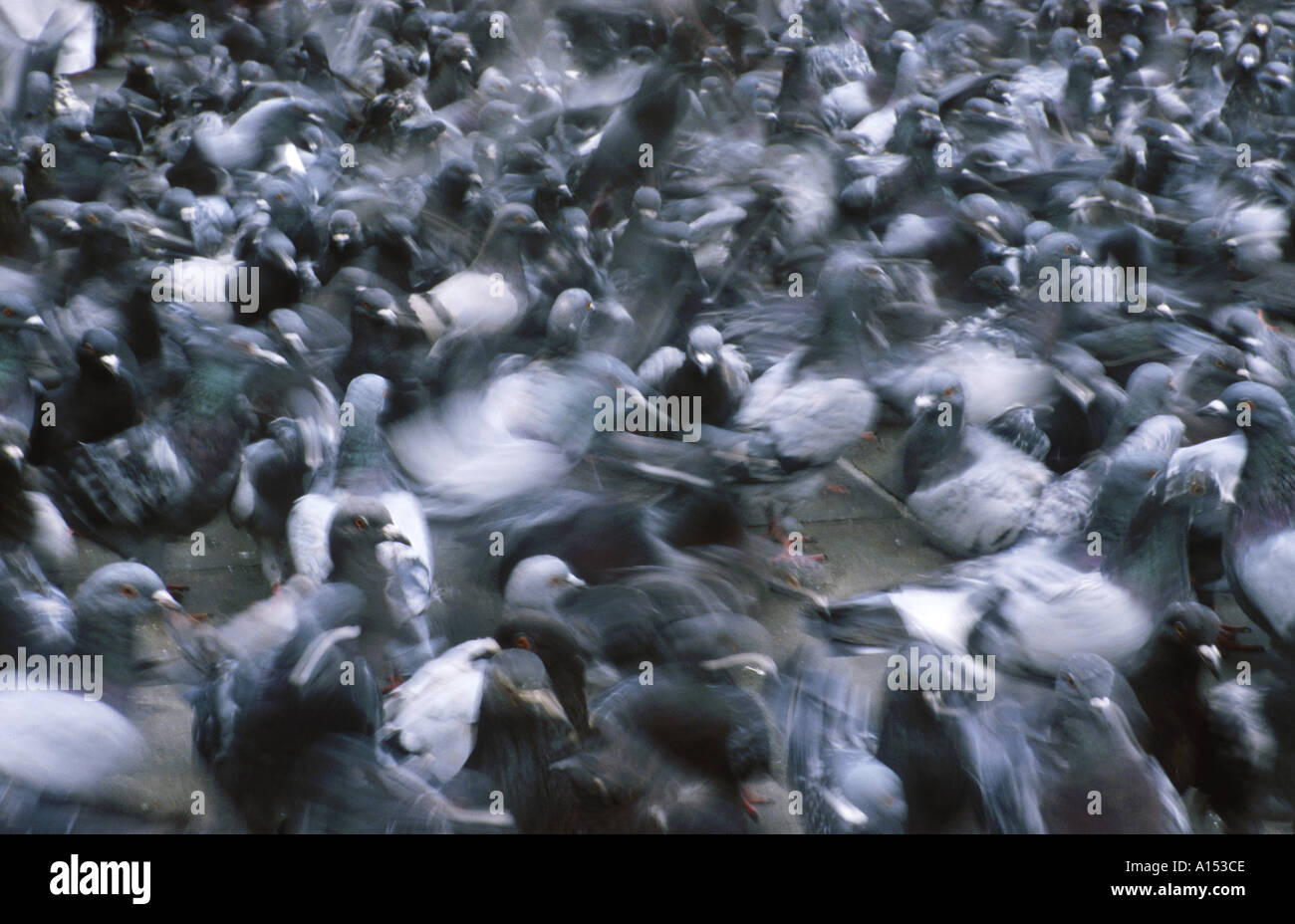 Pigeons flew hi-res stock photography and images - Alamy