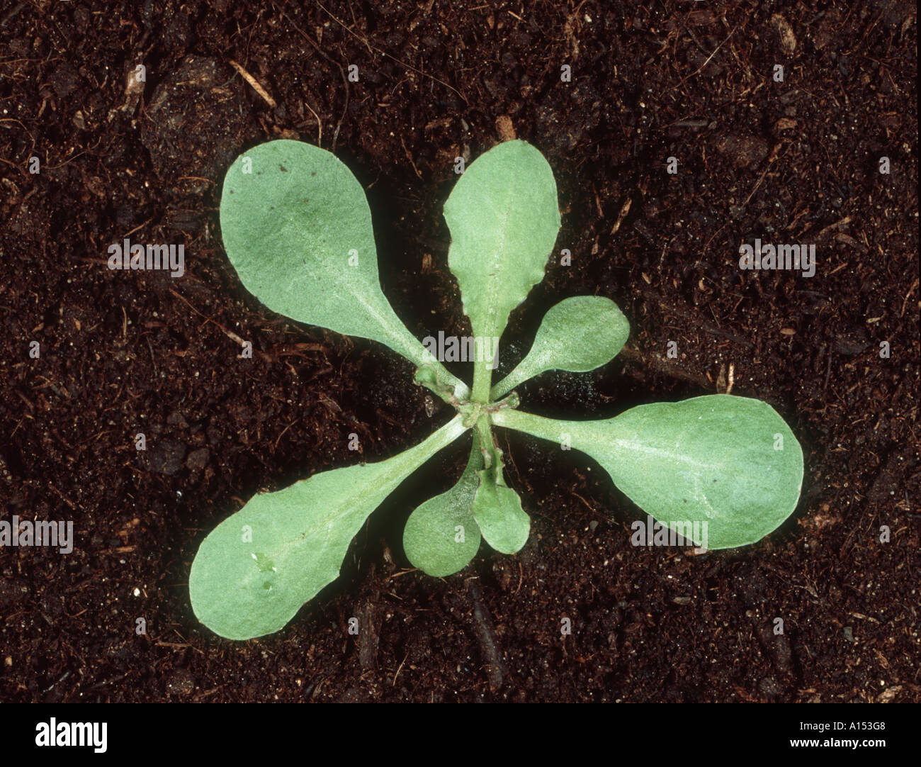 Smooth hawksbeard (Crepis capillaris) seedling plant with cotyledons ...