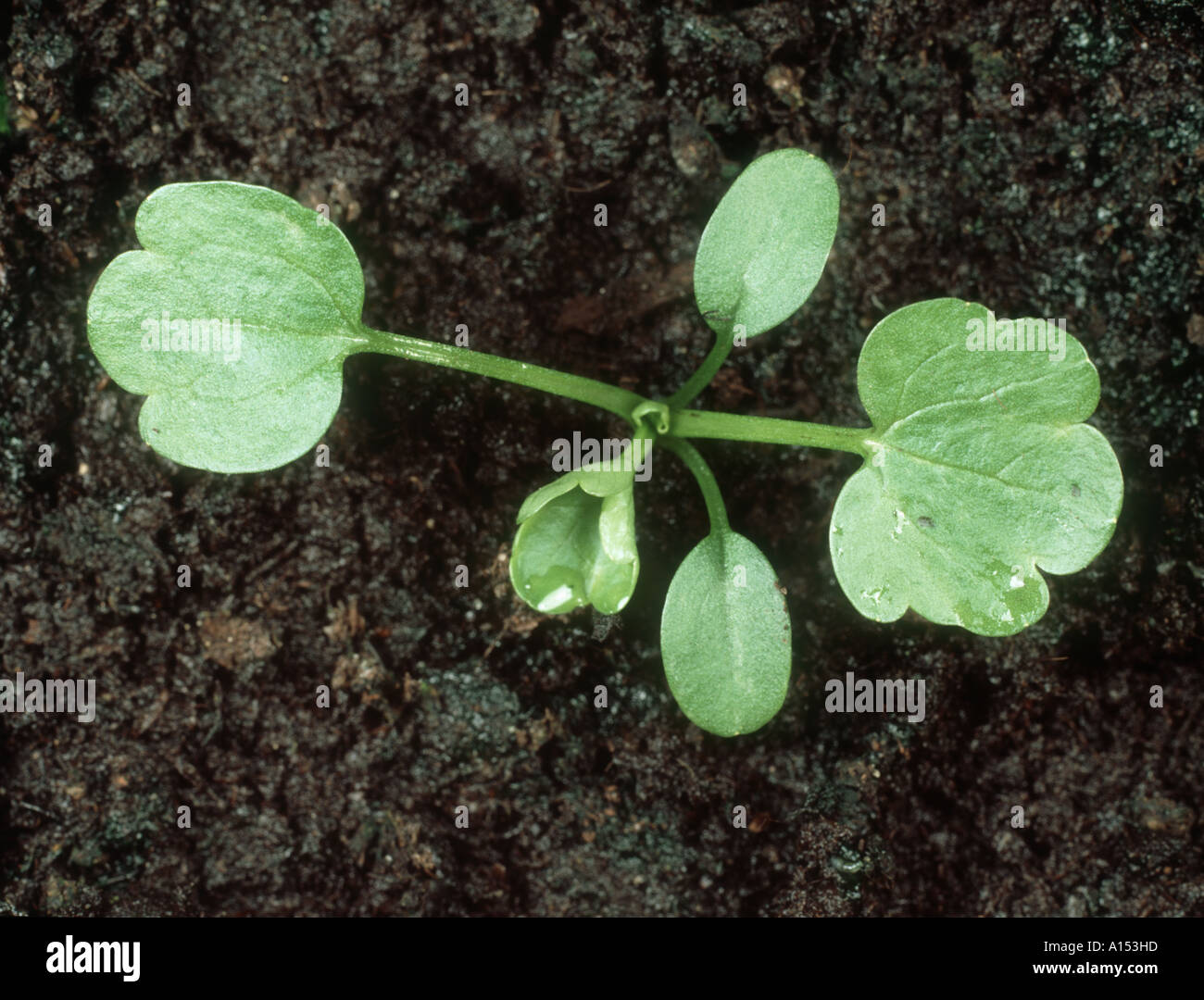 Bulbous buttercup Ranunculus bulbosus seedling with 2 3 true leaves ...