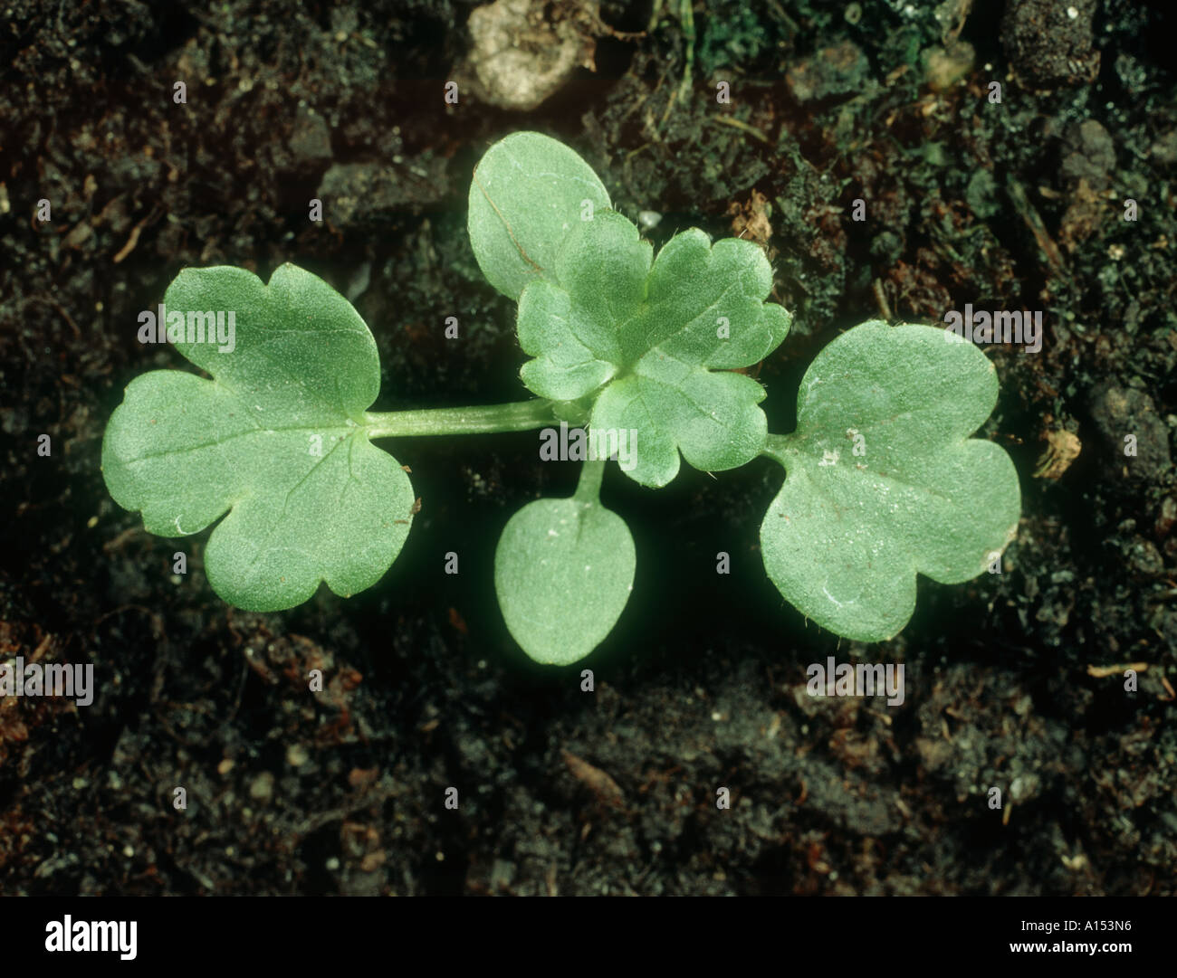 Field buttercup Ranunculus acris seedling with three true leaves Stock ...