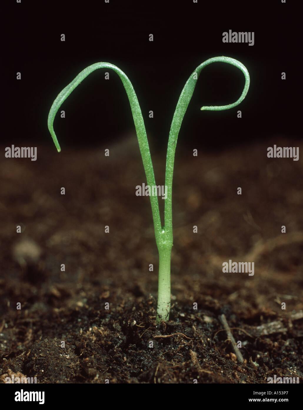 Pheasant eye Adonis annua seedling with cotyledons only Stock Photo - Alamy