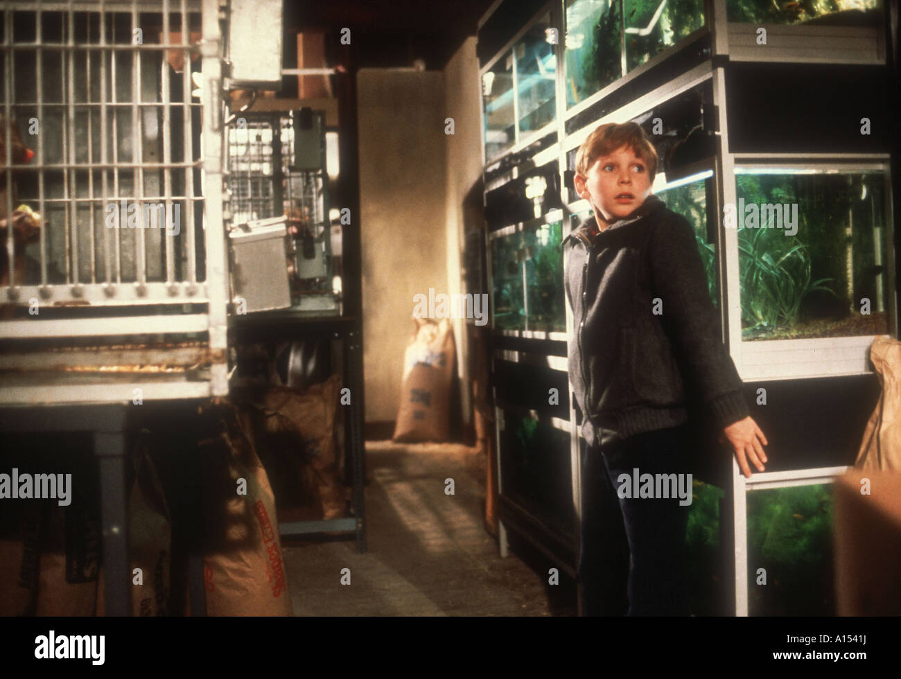Venom Year 1981 Director Piers Haggard Lance Holcomb Stock Photo - Alamy
