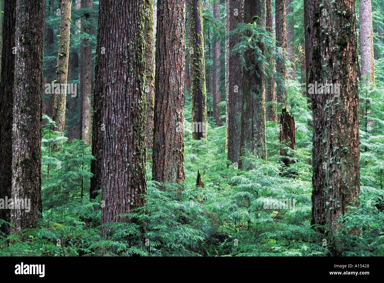 Old growth forest Olympic National Park Washington USA Stock Photo - Alamy