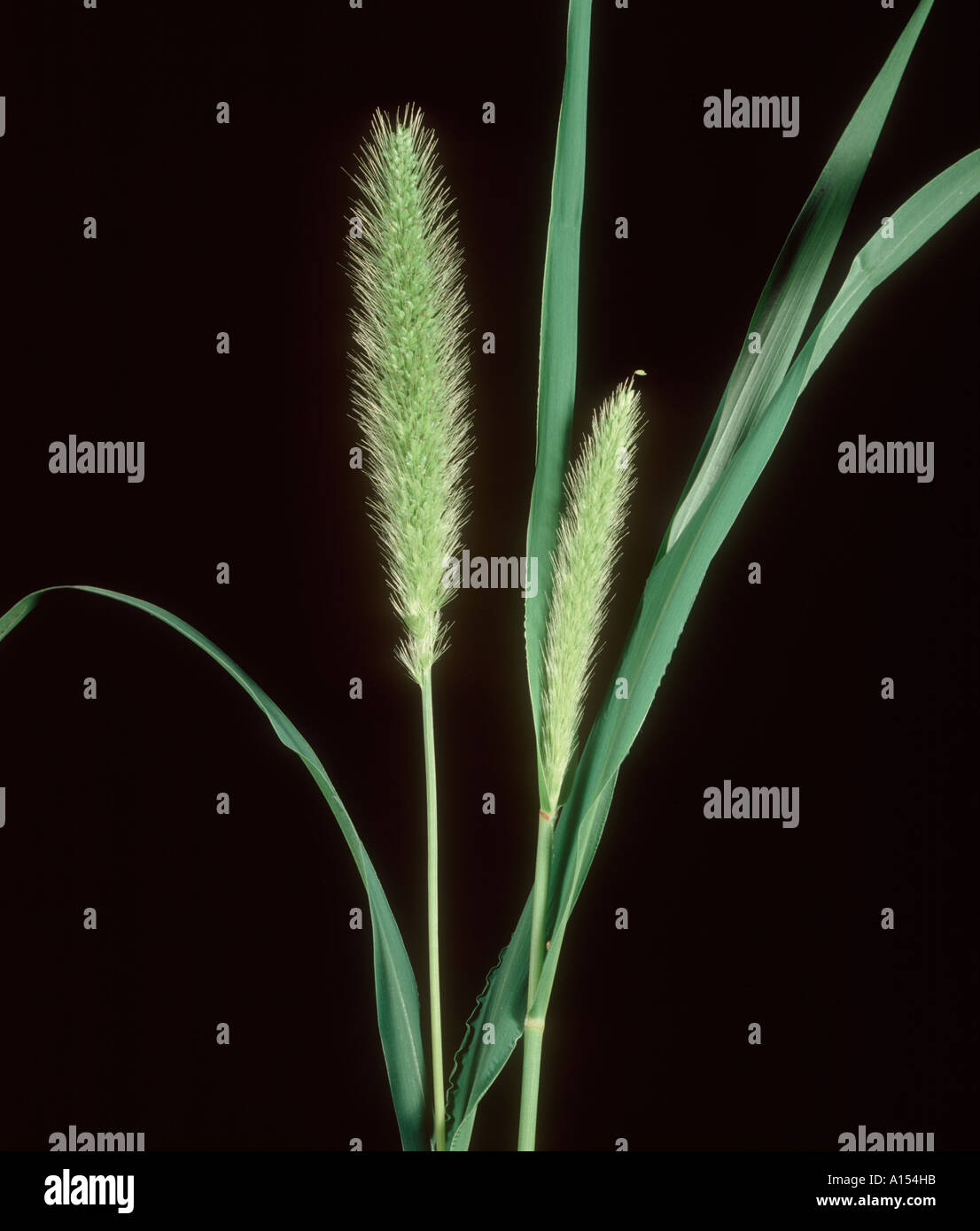 Green foxtail Setaria viridis flower spikes Stock Photo - Alamy