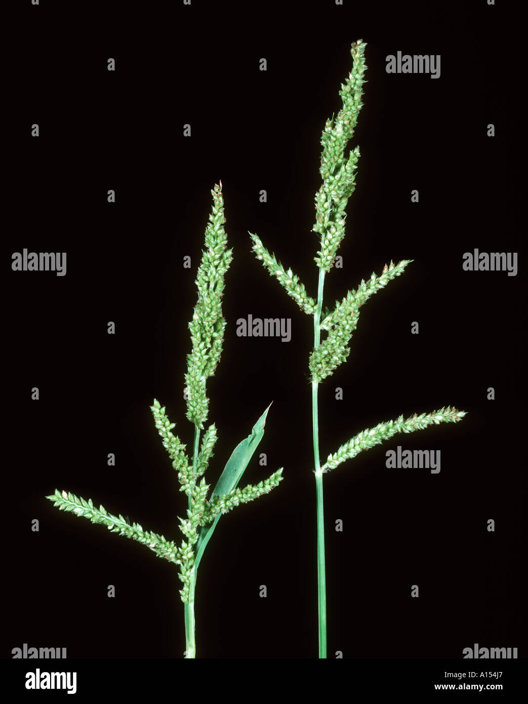 Awnless barnyardgrass Echinochloa colonum flower spikes Stock Photo - Alamy