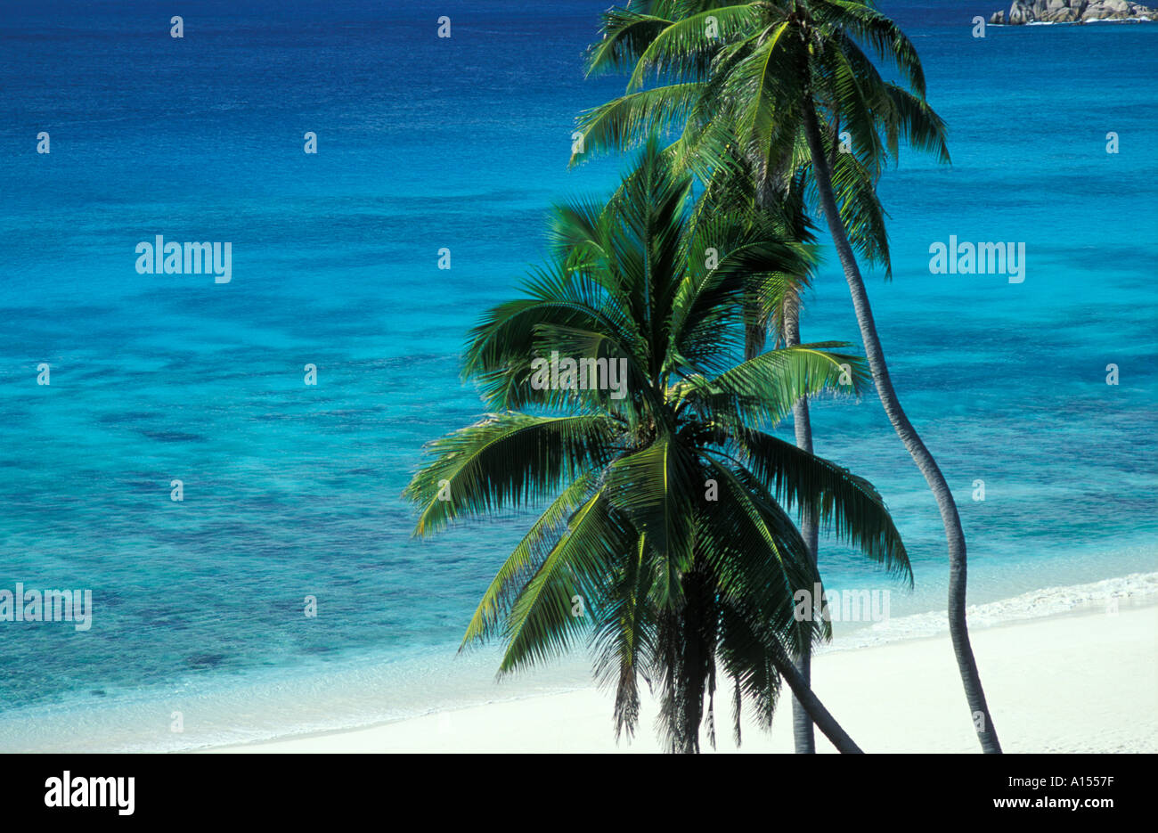 Tropical seascape palm trees hi-res stock photography and images - Alamy