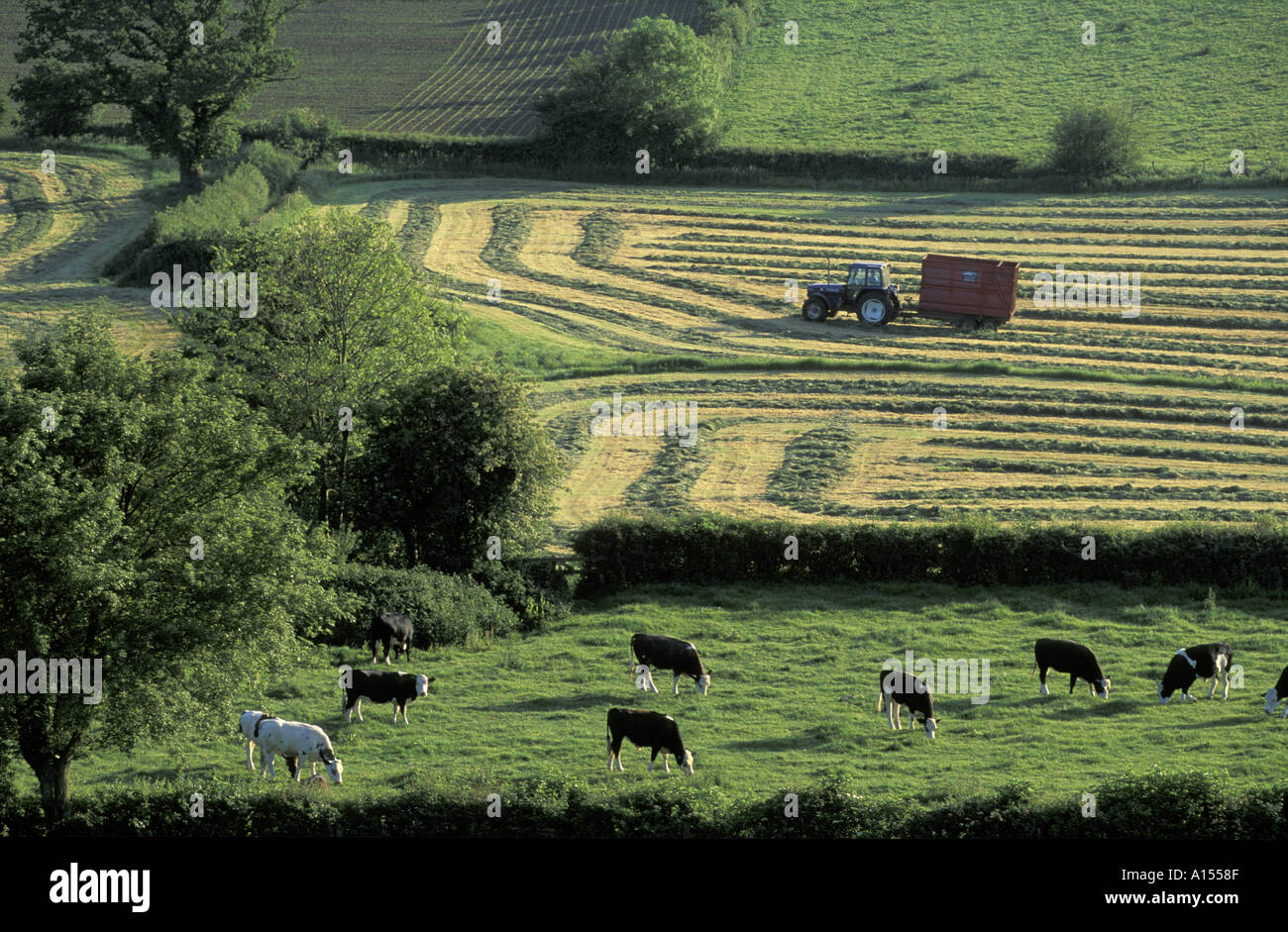 Cows Silage Gathering nr Milborne Port Dorset UK Stock Photo - Alamy