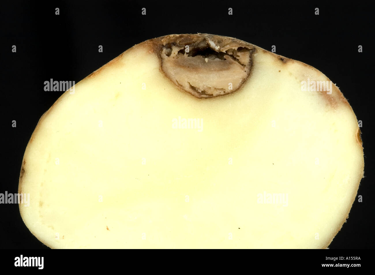 Lesion in potato tuber section caused by cold injury Stock Photo - Alamy