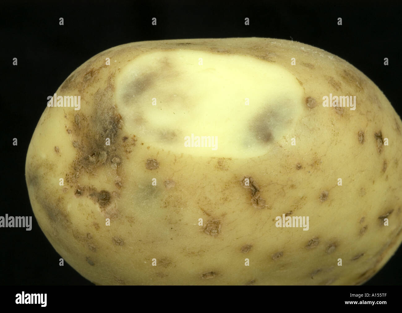 Section of potato tuber showing bruising in potato flesh Stock Photo ...