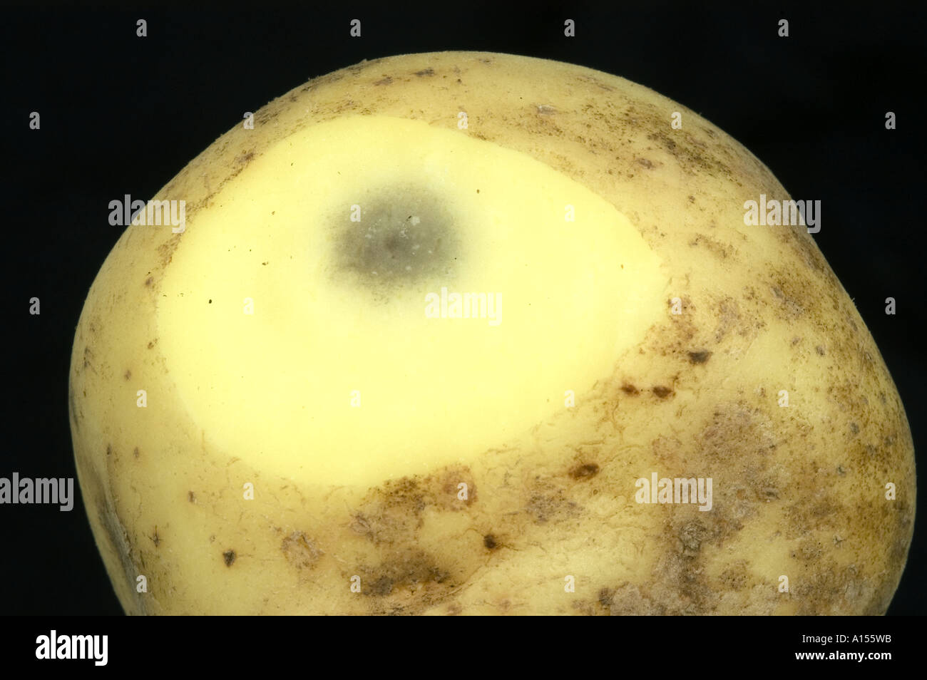 Section of potato tuber showing bruising in potato flesh Stock Photo ...