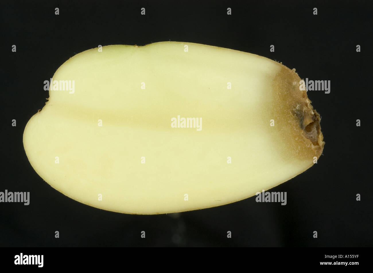 Stolon end rot damage on sectioned potato tuber Stock Photo - Alamy