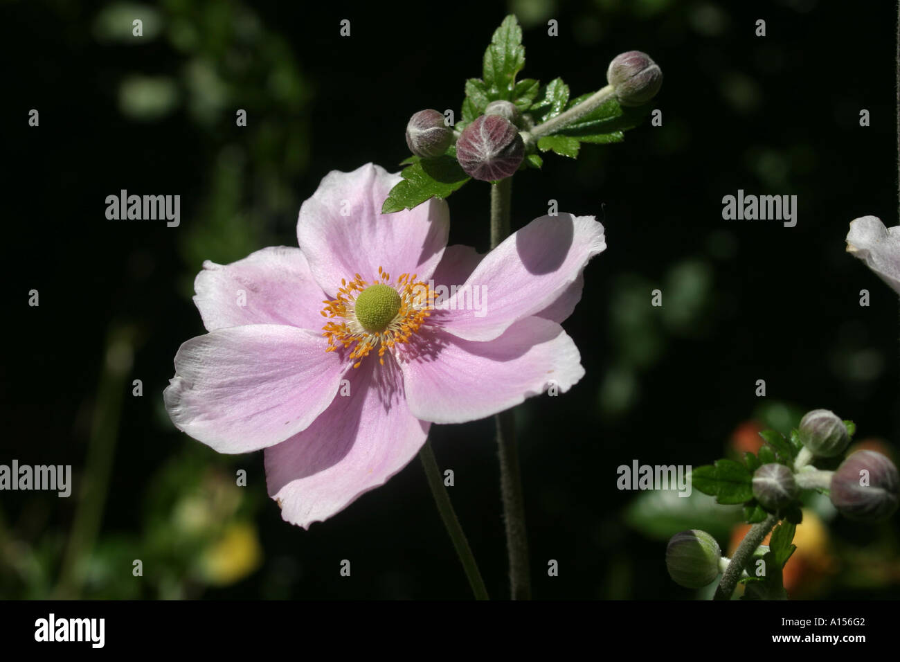 Chinese Anemone Pulsatilla chinensis Anemone chinensis Perennial herb ...