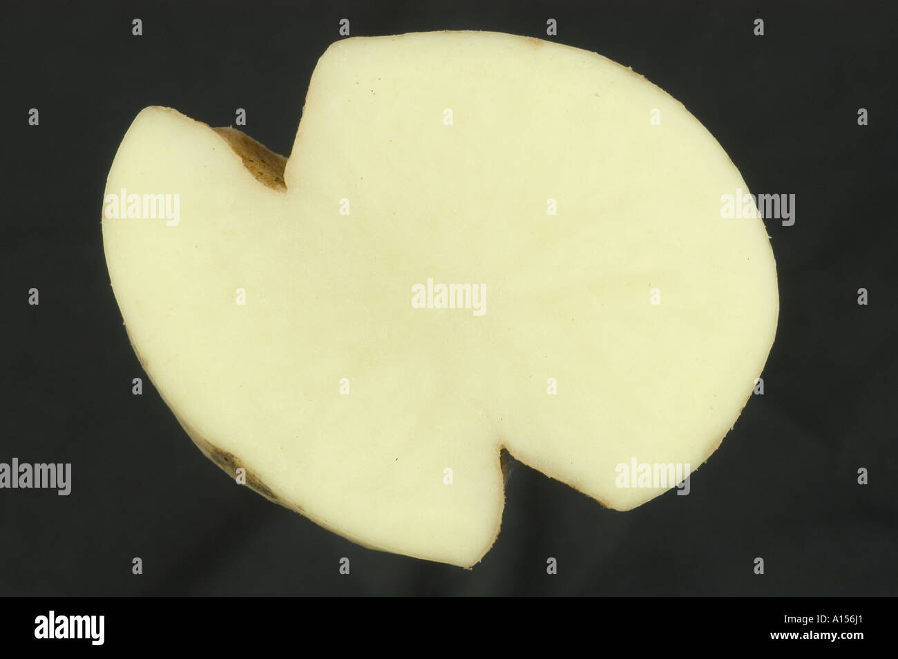 Potato tuber section showing splitting due to water uptake during ...