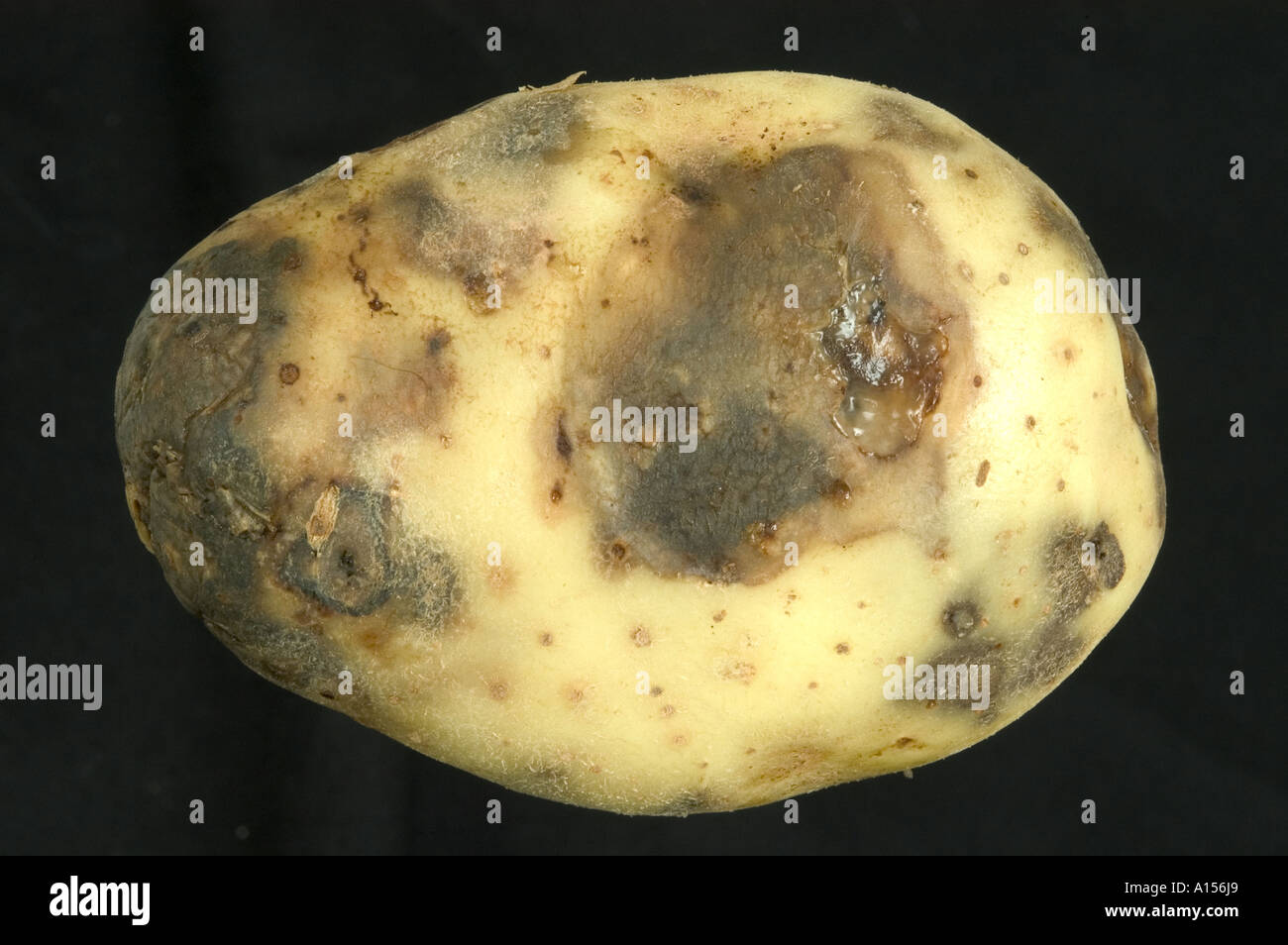 Bacterial rot (Pectobacterium carotovorum) in a potato tuber early ...