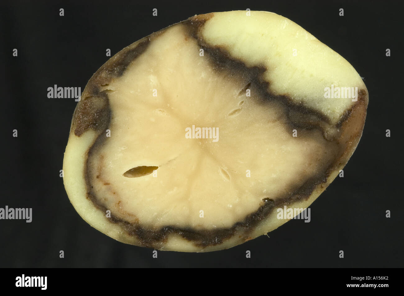 Bacterial soft rot erwinia carotovora hi-res stock photography and ...