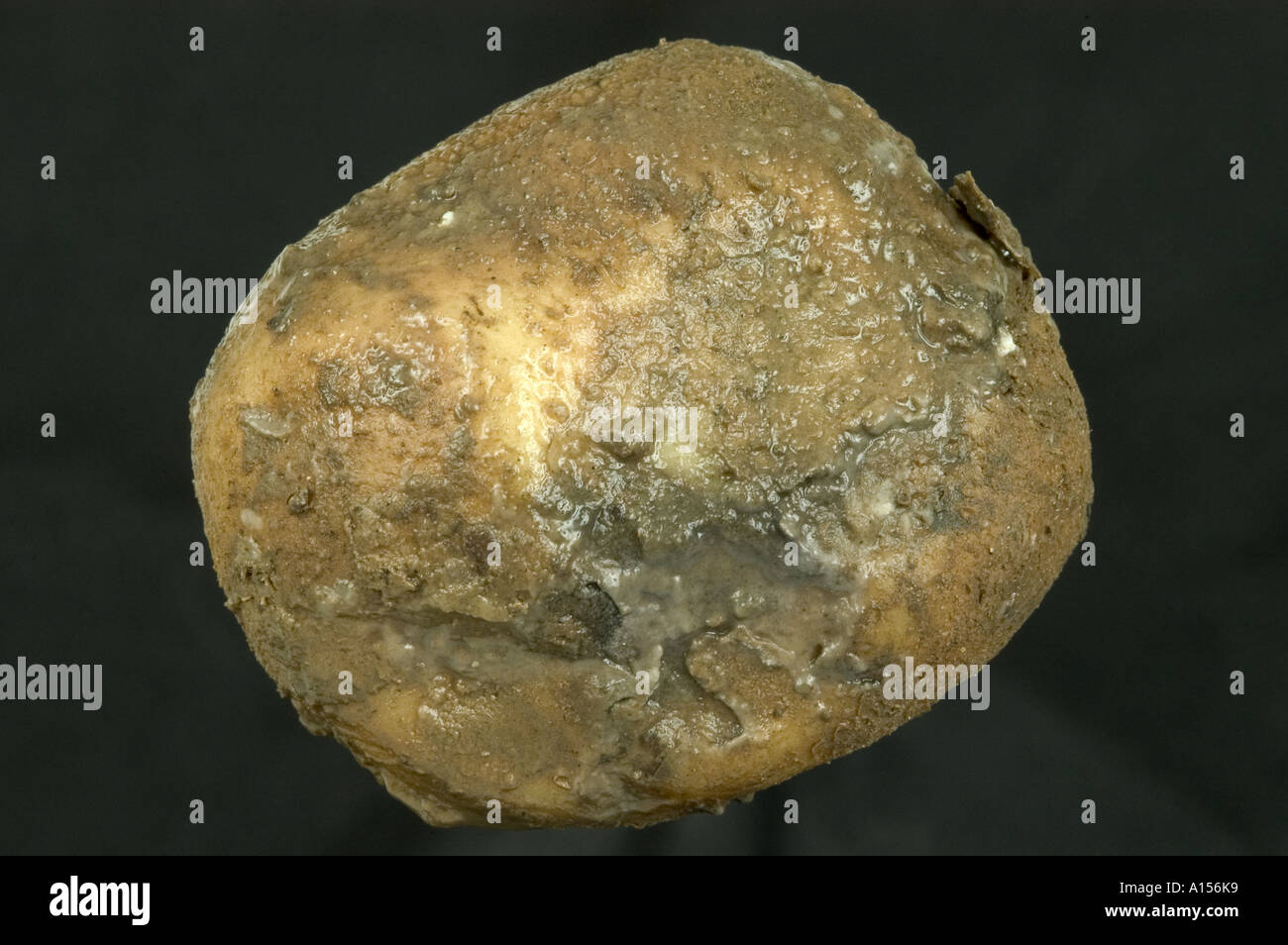 Pectobacterium carotovorum hi-res stock photography and images - Alamy