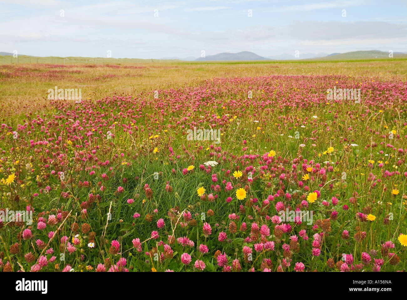 Wild flowers of the Machair Berneray Western Isles Scotland Stock Photo ...