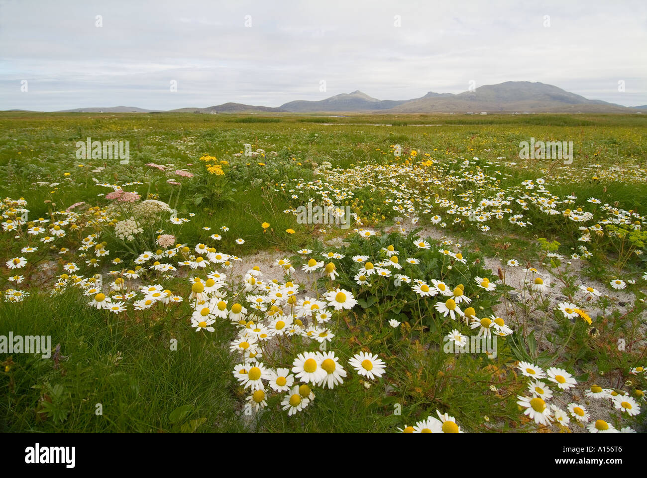 Wild flowers of the Machair South Uist Western Isles Scotland Stock ...