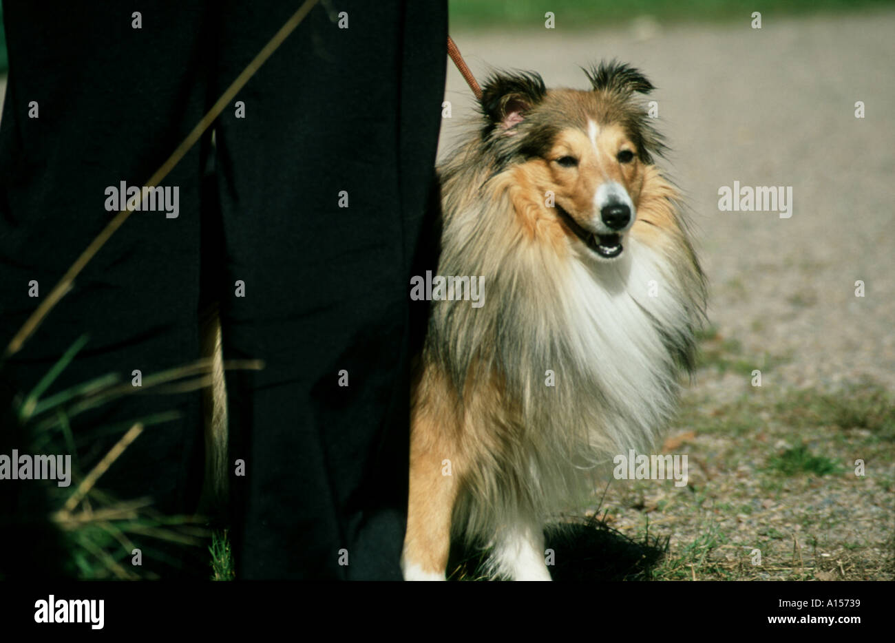 dog standing behind owner's feet Stock Photo - Alamy