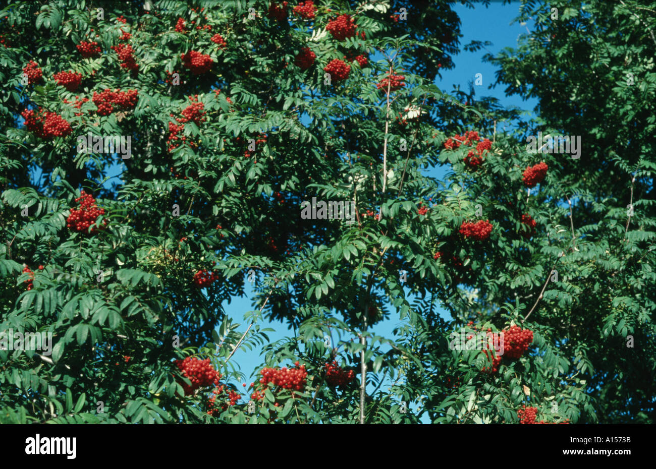 Rowan berries on branches hi-res stock photography and images - Alamy