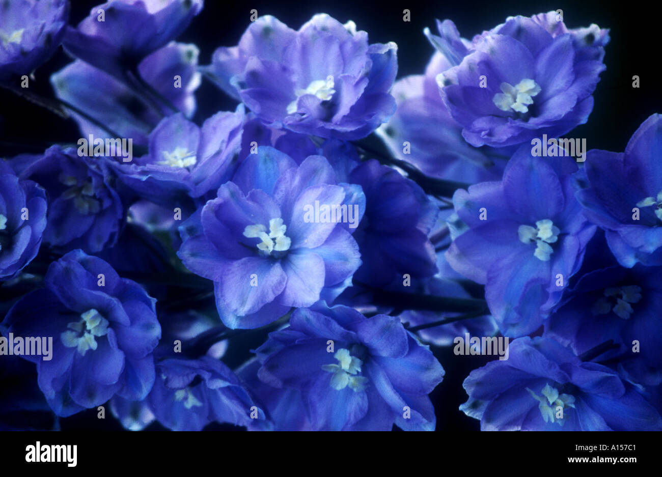 Posey flowers hi-res stock photography and images - Alamy