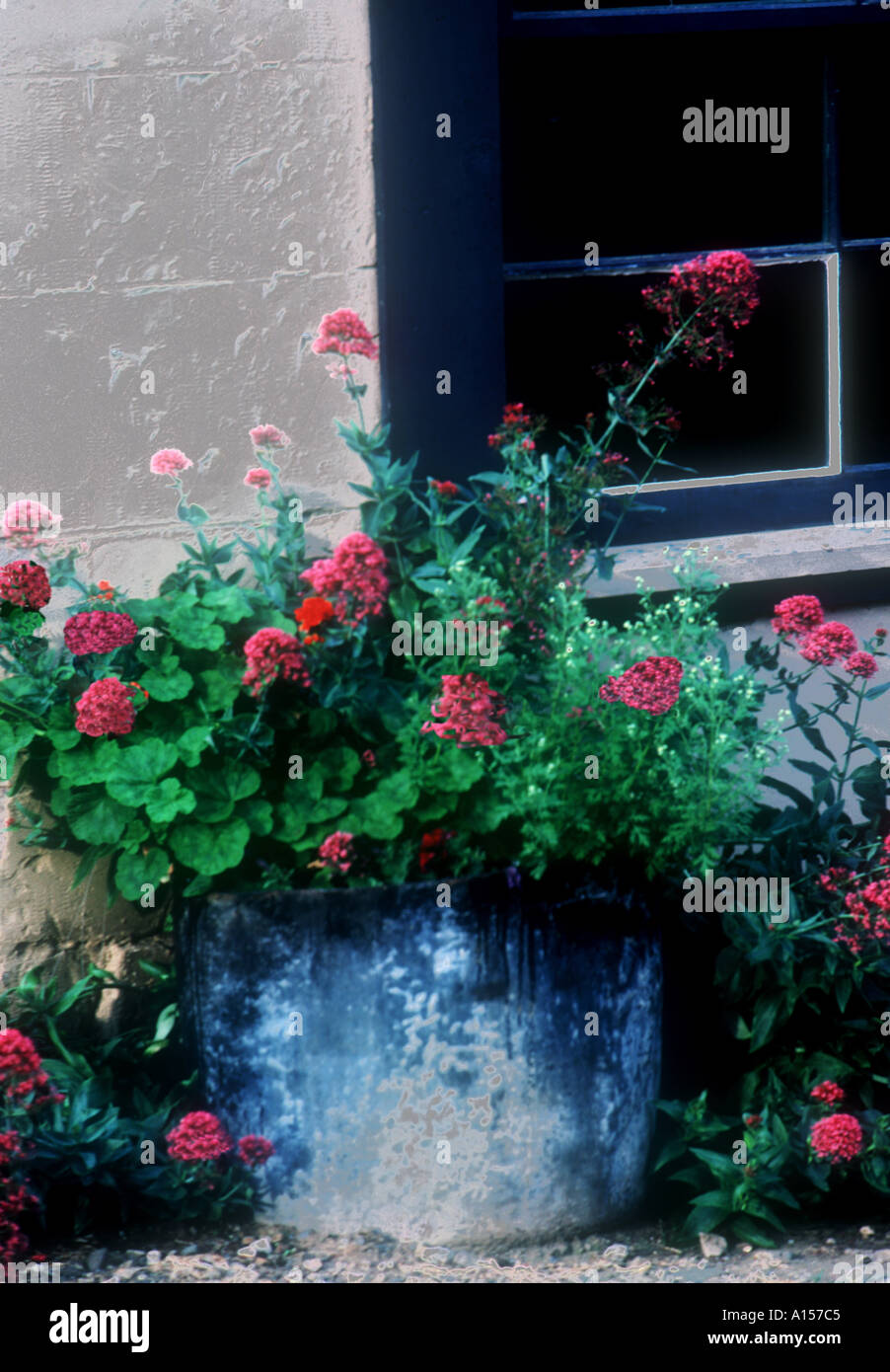Flower pot and window Stock Photo - Alamy