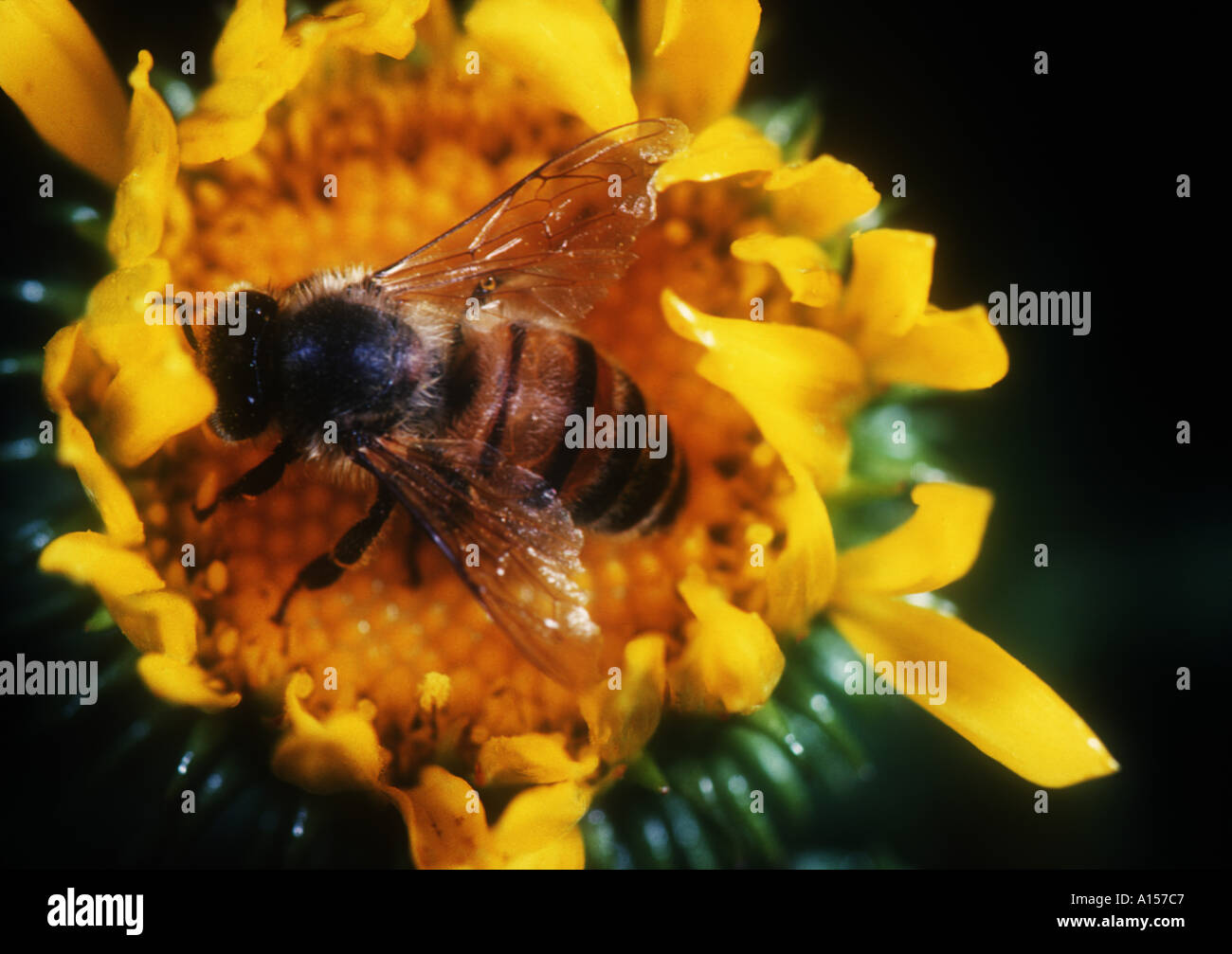 Bee and flower hi-res stock photography and images - Alamy