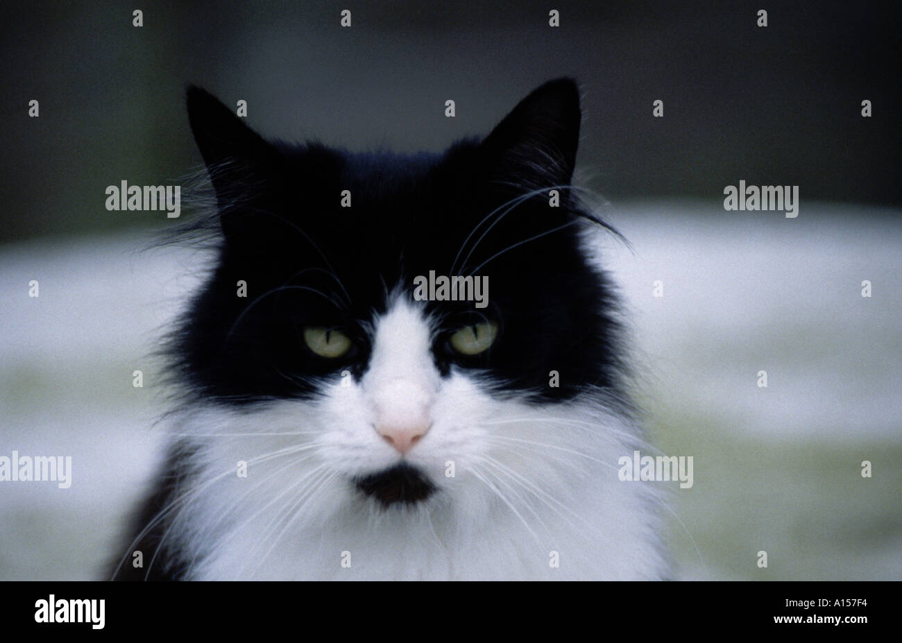 An Angry Cat Stock Photo - Alamy