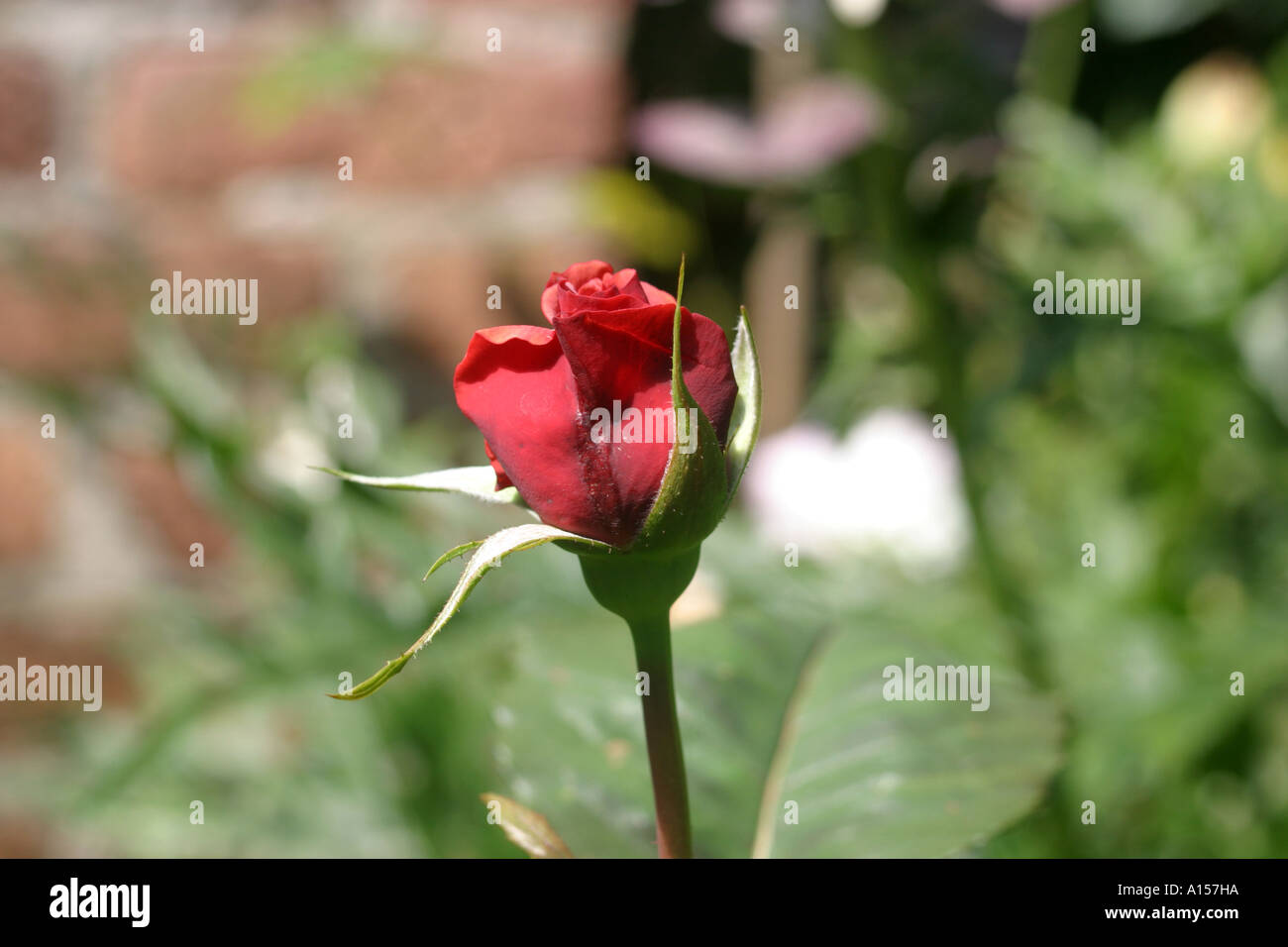 Peter beale rose hi-res stock photography and images - Alamy