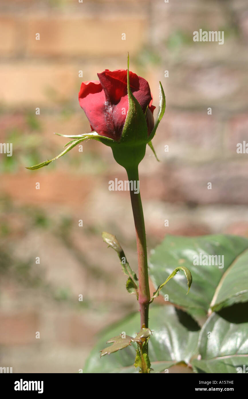 Peter beale rose hi-res stock photography and images - Alamy